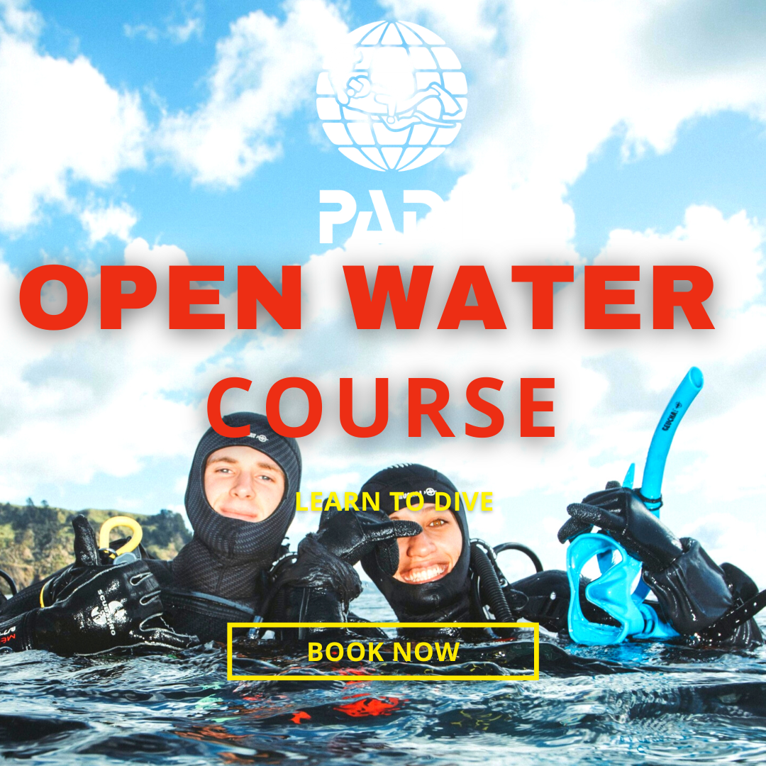 Scuba Diving Lessons, PADI dive courses, get my PADI, Auckland dive shop